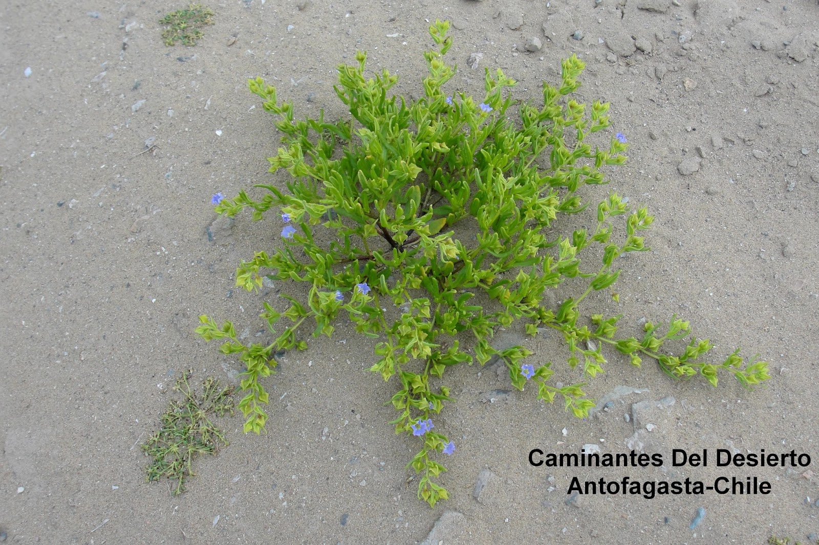 Caminantes del Desierto: FLORA DE TOCOPILLA