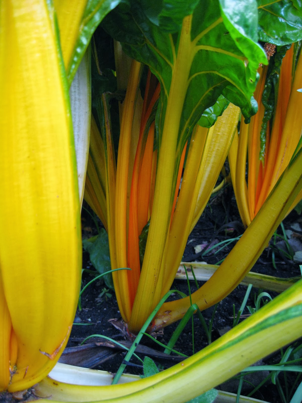 Rotary Botanical Gardens - Hort Blog: Swiss Chard - The Original ...