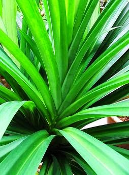 Klasifikasi Tanaman Pandan - Klasifikasi Tanaman