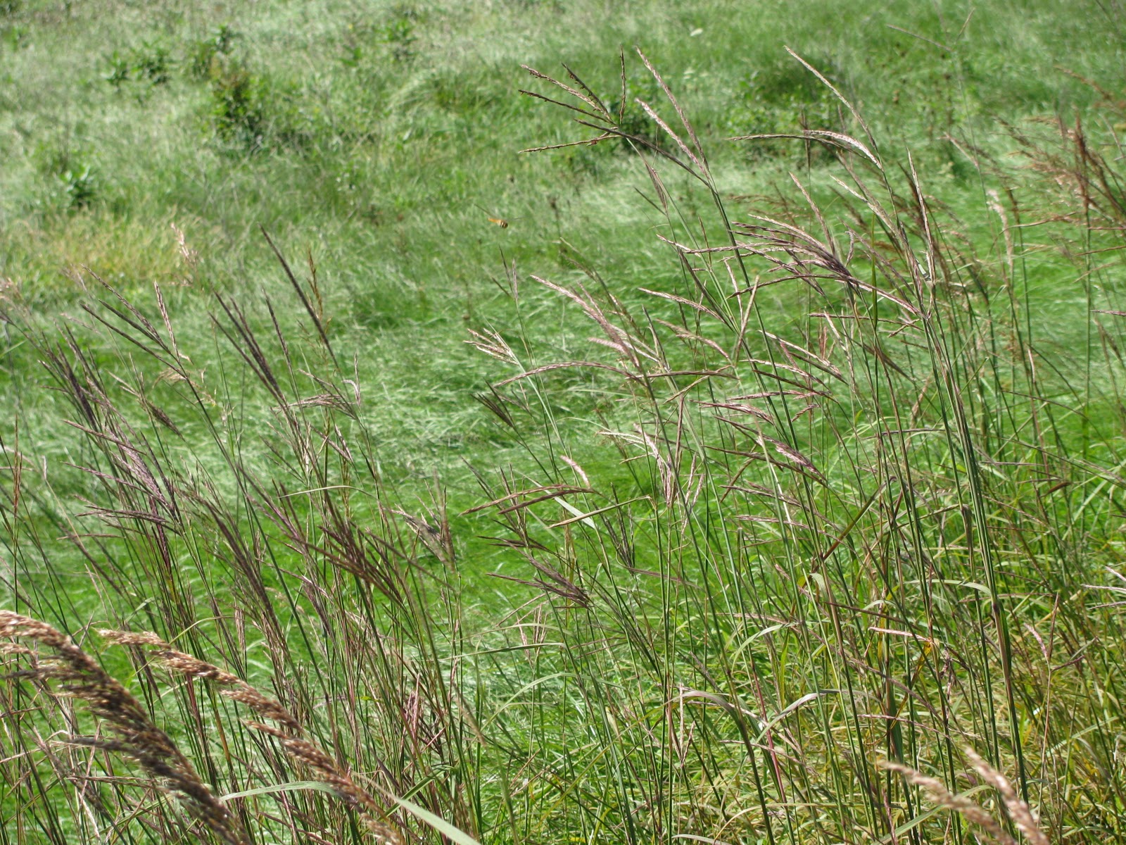 The Nature of Golf in Ann Arbor: Native grasses