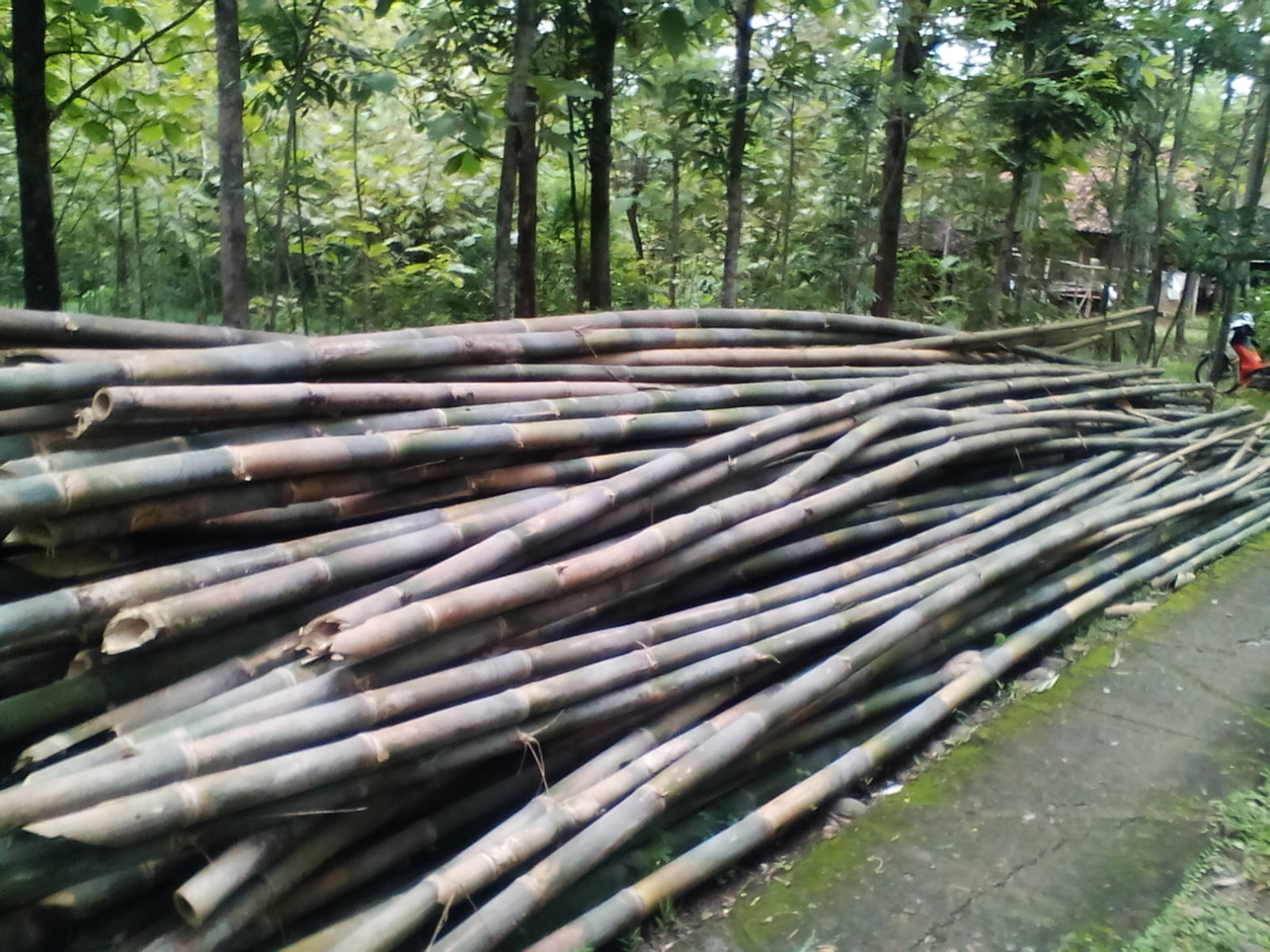 Jual Bambu Apus Area Solo Sragen Murah !!! (Supplier) | JUAL|BELI|BAMBU ...