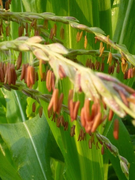 Homestead Hill Farm: Sunday Walkabout 7-27