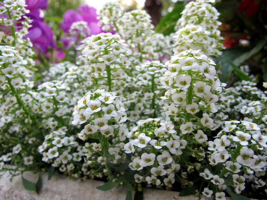 FLORA NEL SALENTO e.. anche altrove: Lobularia maritima (L.) Desv ...