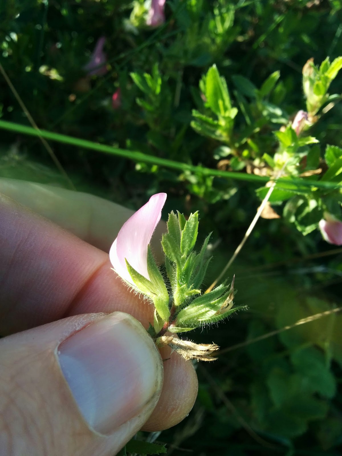 Wild Life: Common Restharrow