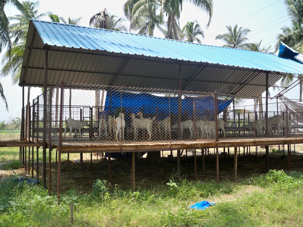 Tips Shed Plans: How To Build A Pallet Goat Shed