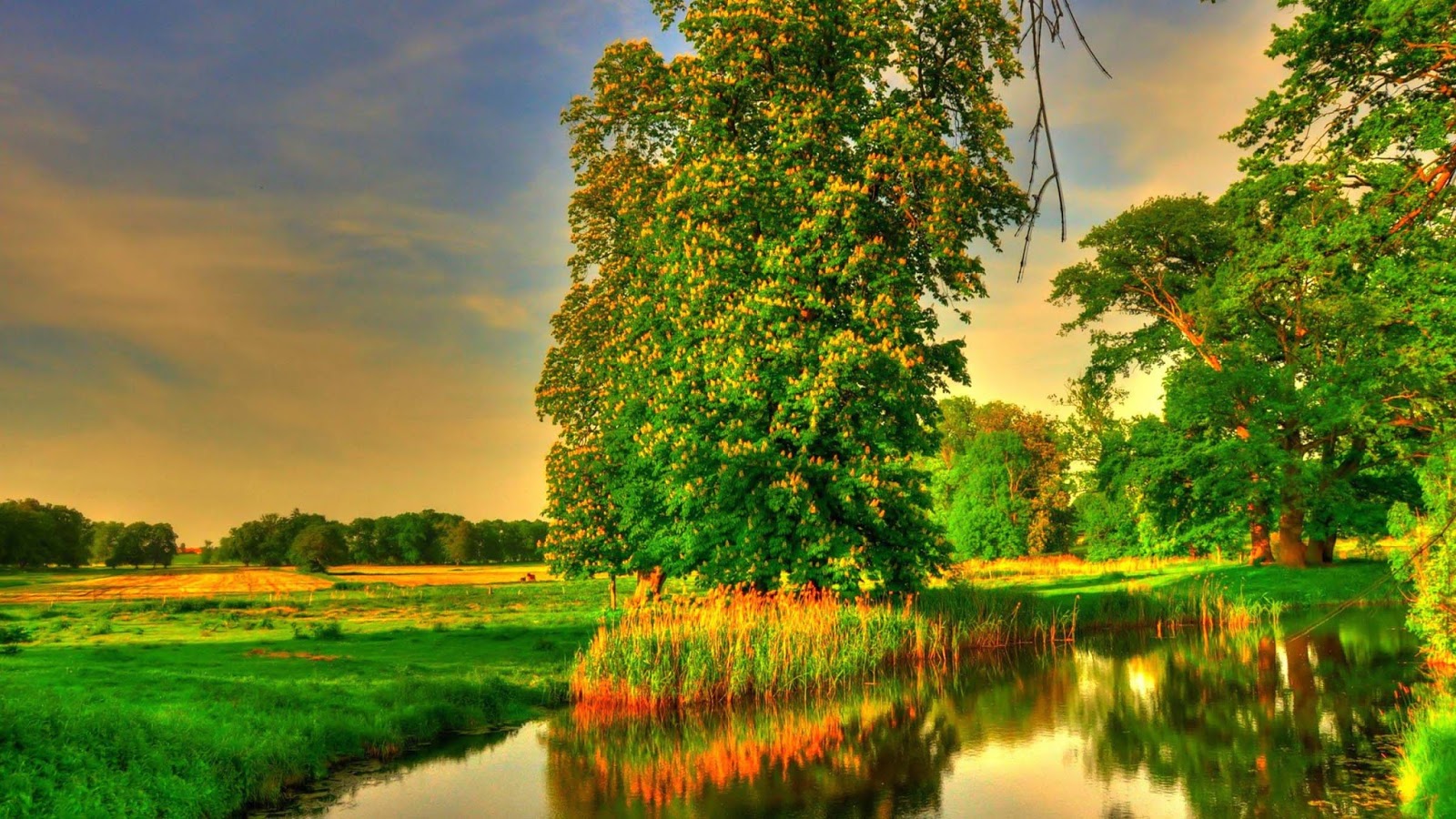 Lovely and Beautiful Good Morning Wallpapers