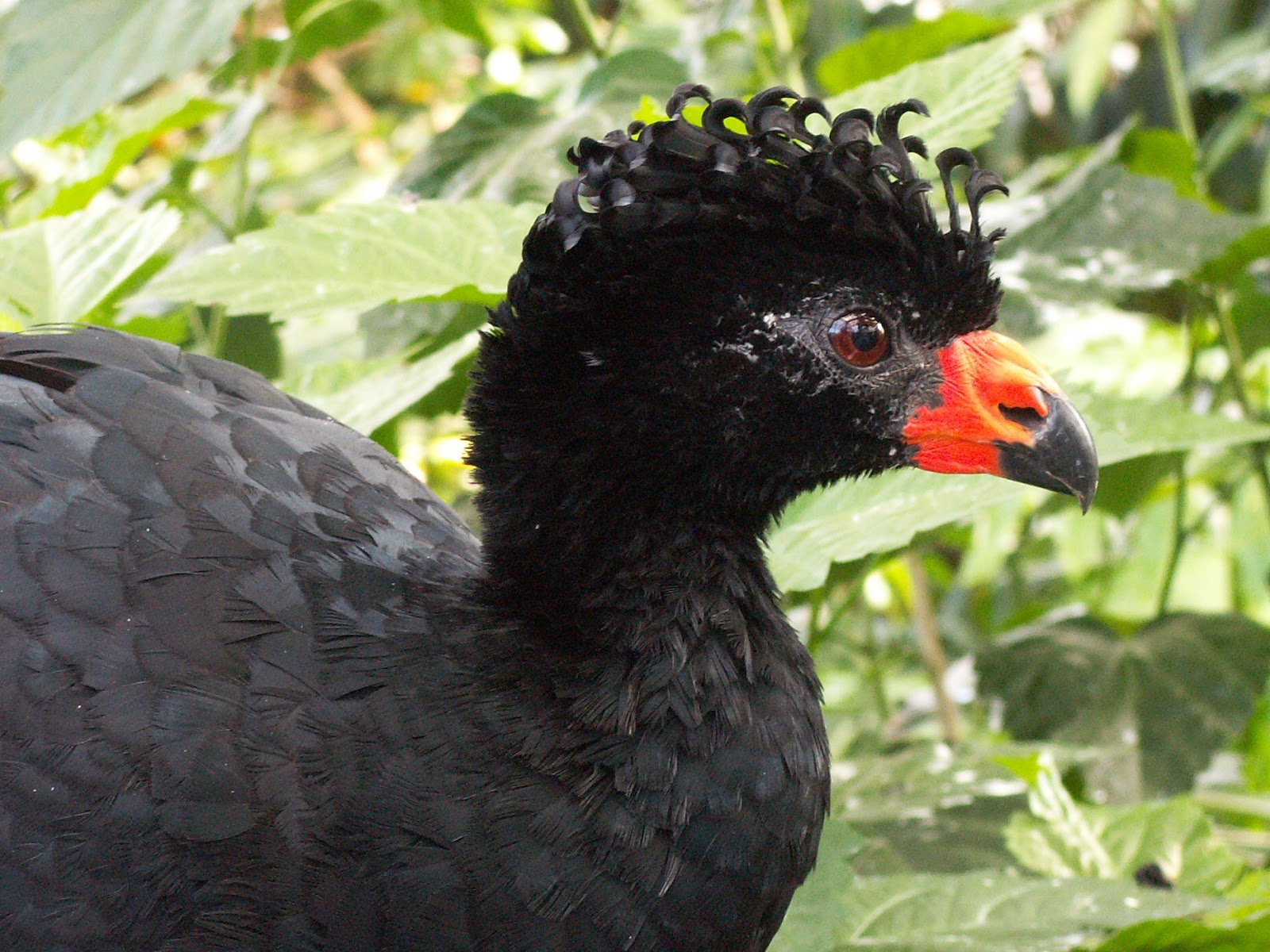 Animales y Plantas de Perú: Paujil - Crax globulosa
