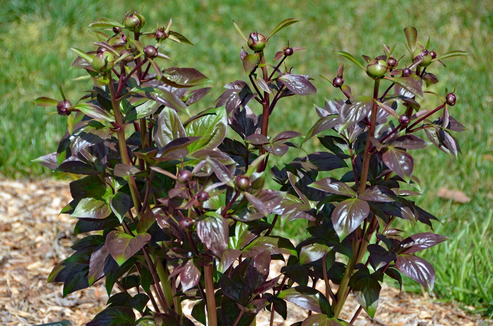 Southern Peony: 2016 Colorful Spring Peony Foliage