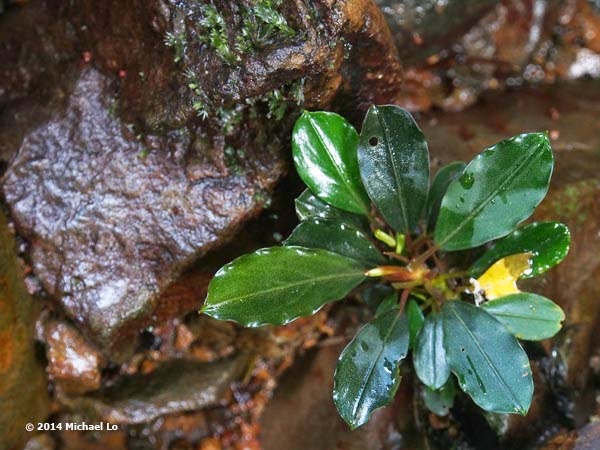 The rainforests of Borneo & Southeast Asia: Bucephalandra akantha from ...