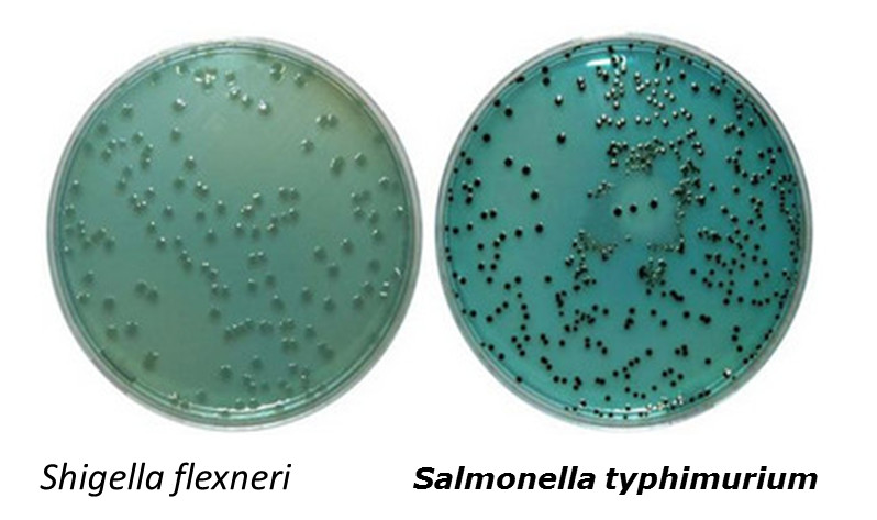 SHIGELLA SPP. - Microbiology Laboratory Turkey