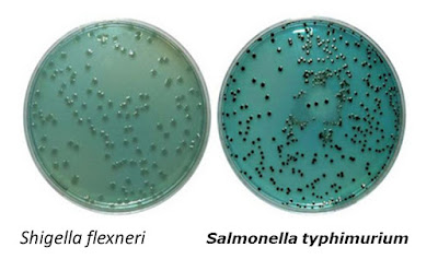 SHIGELLA SPP. - Microbiology Laboratory Turkey