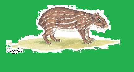 La Inteligencia Criminal Siempre Asesina La Inocencia Animal.