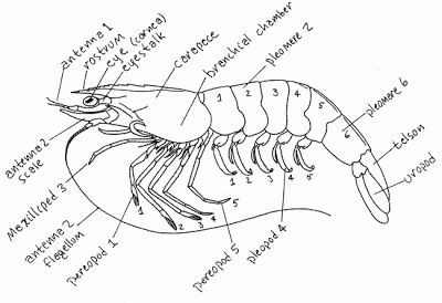 Udang Putih | Vannamei (Litopenaeus vannamei) - Cupang Ane