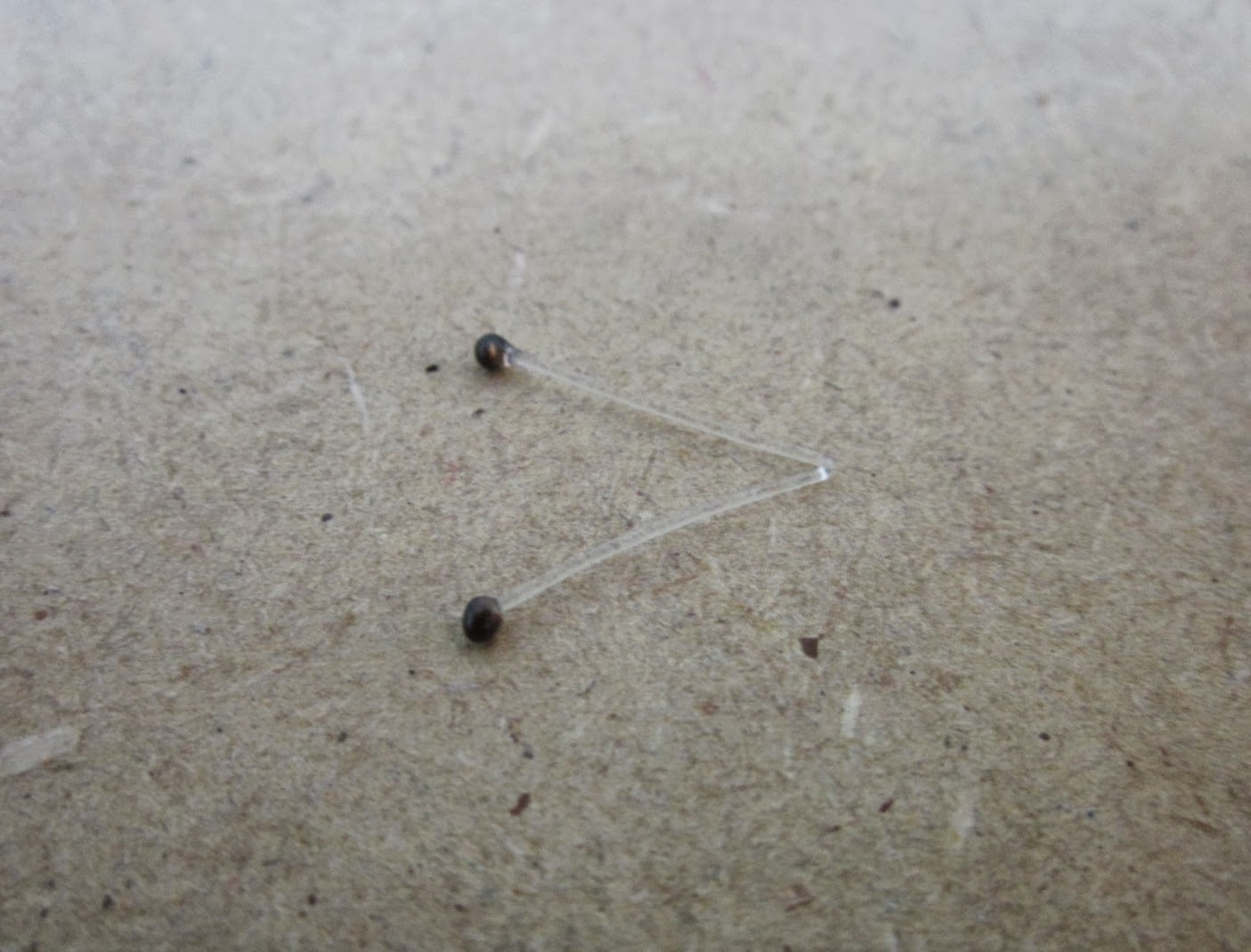 JC's Art of Flies: Step-by-Step Tying JC's Clear Shrimp Fly