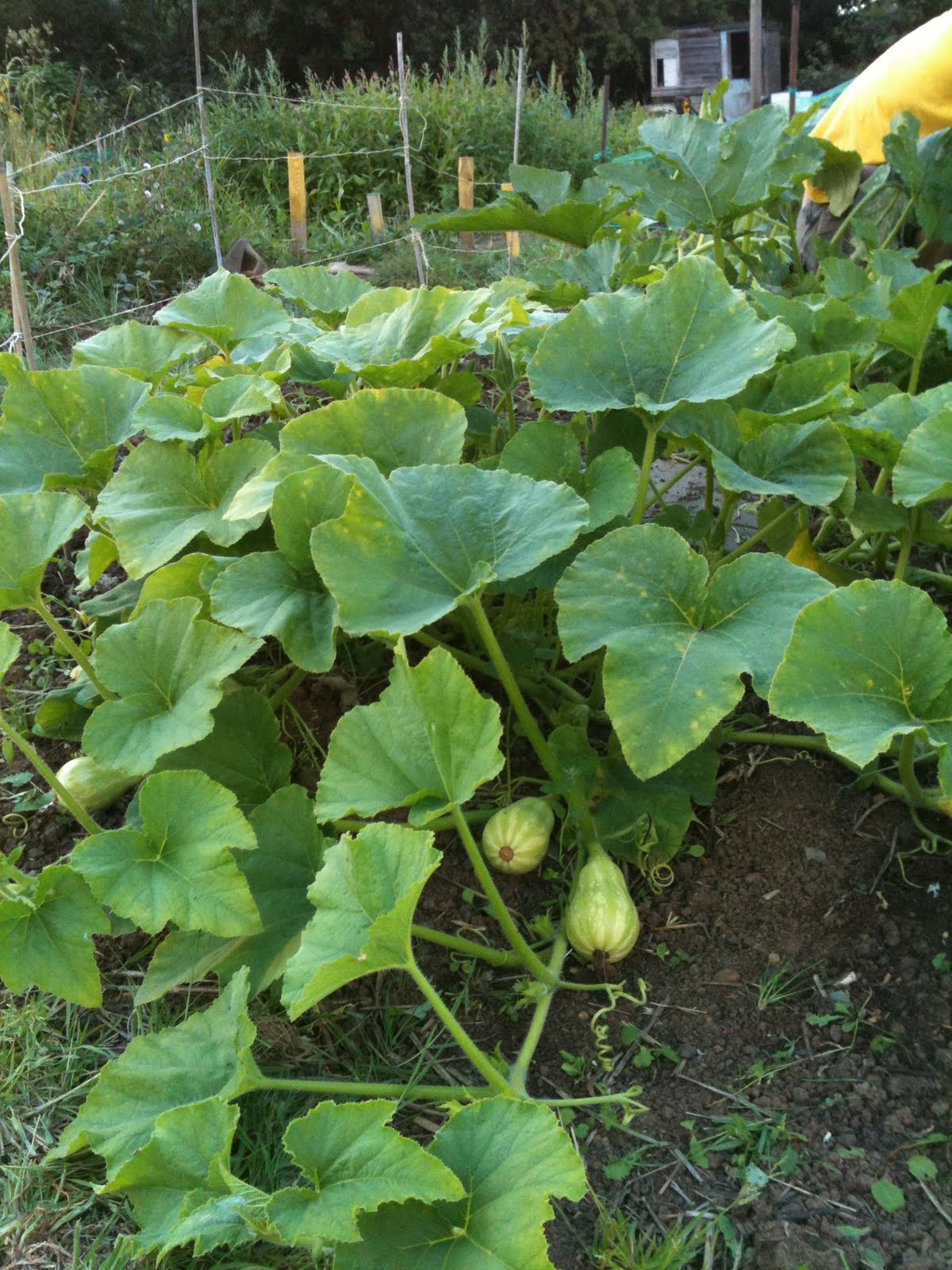 Fresh as a Daisy: Summer Crops and Harvesting: In Pictures