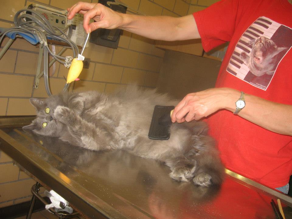 Hyde Park Cats | TNR: AWL