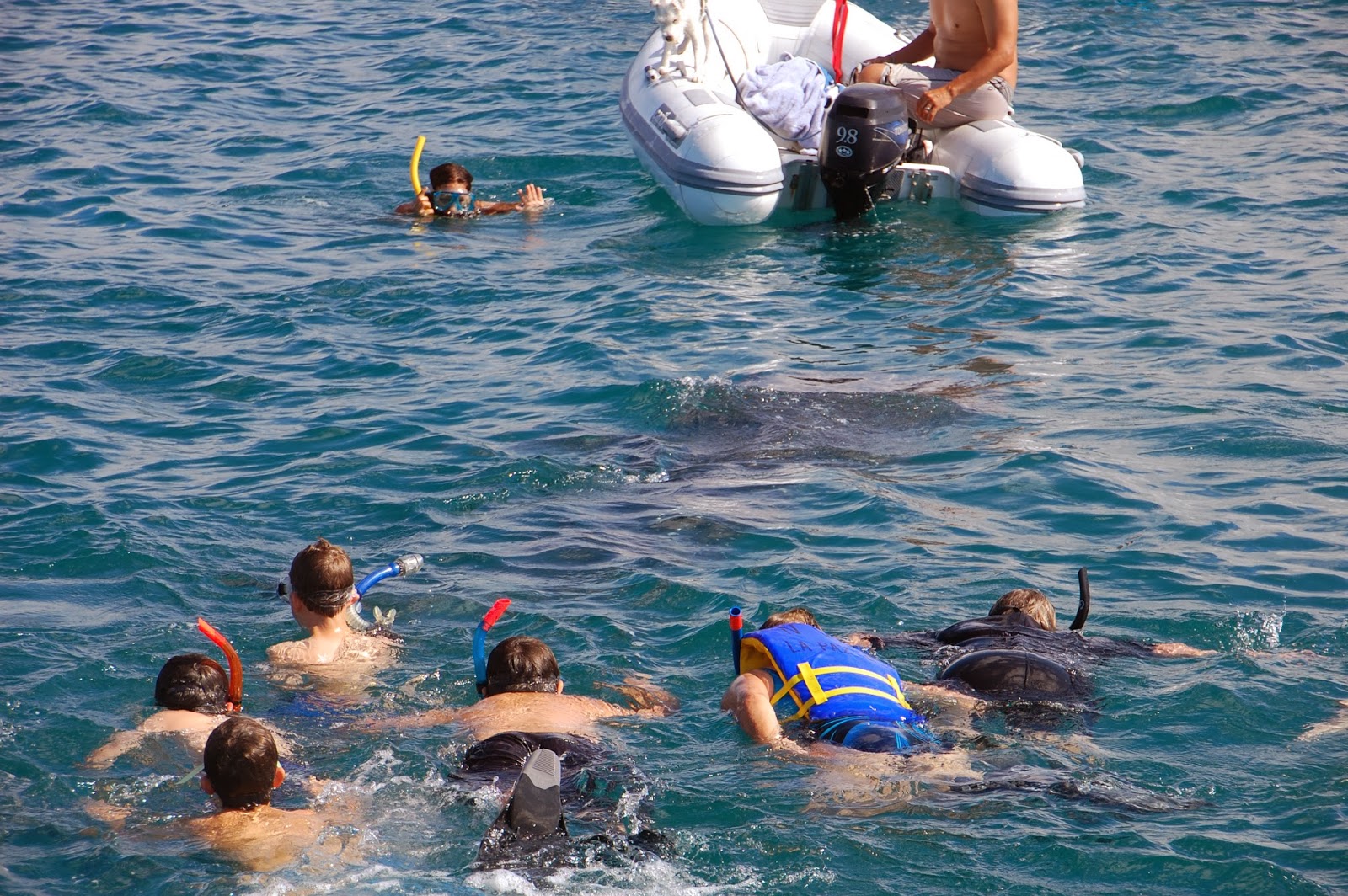 Adventures on Planet Appa: Swimming with Whale Sharks in La Paz