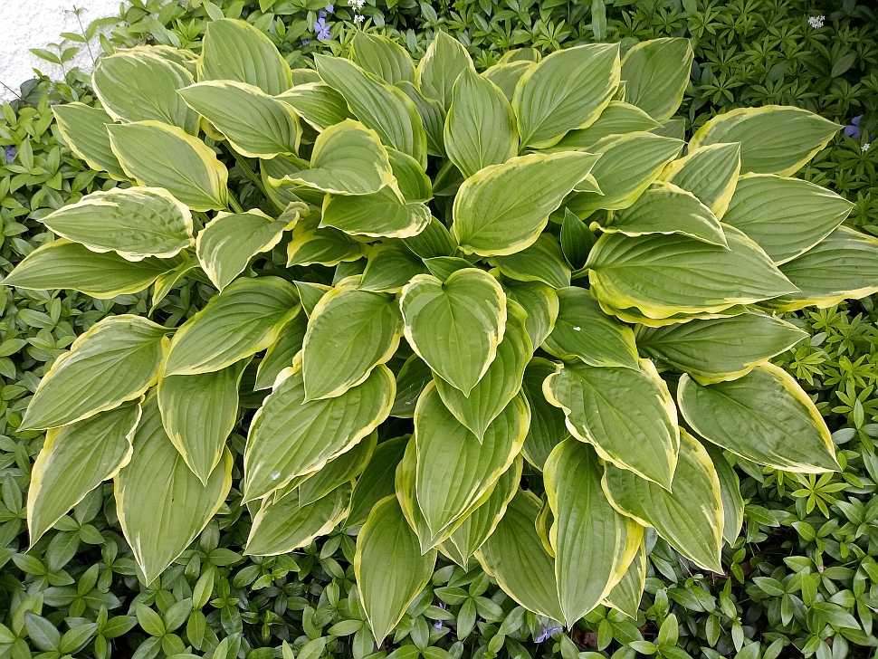 Future Plants by Randy Stewart: Hosta