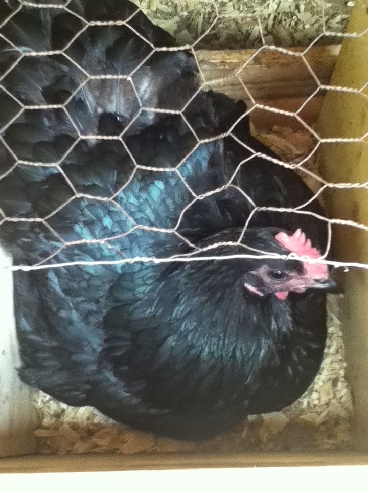 Reavis Ridge Poultry: Broody Hens