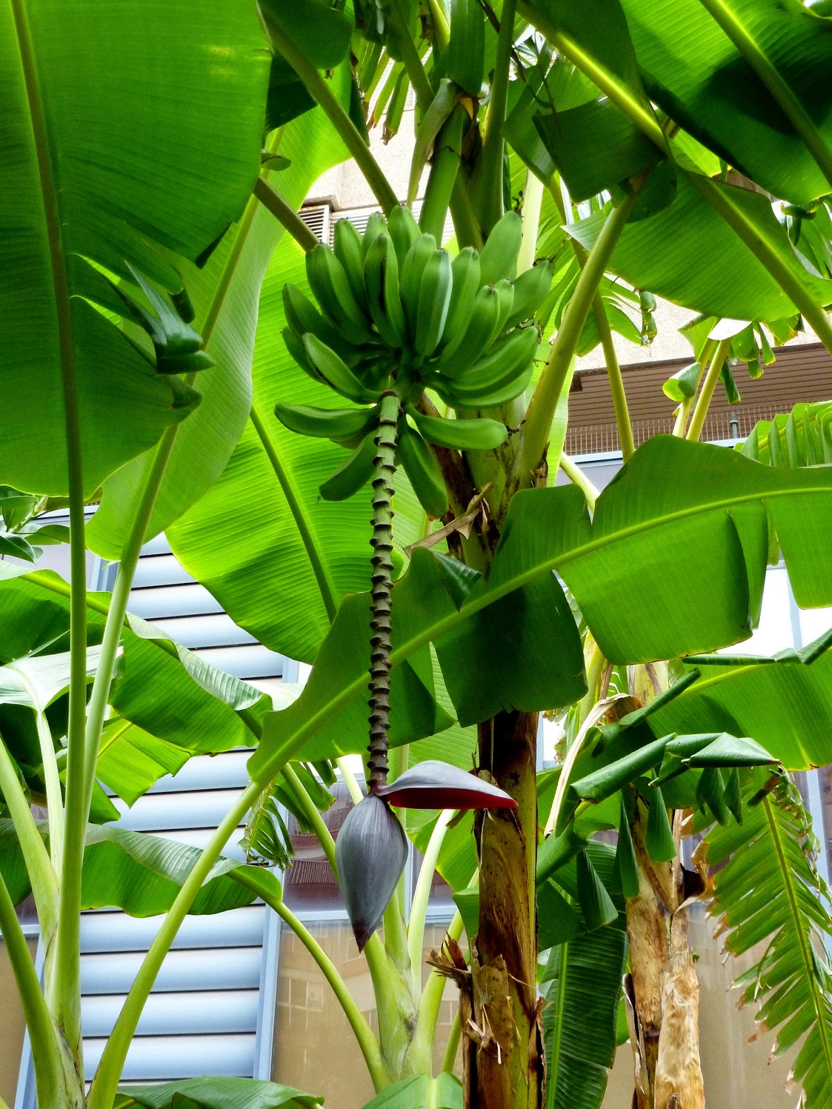 Árboles con alma: Banano. Plátano. (Musa x paradisiaca)