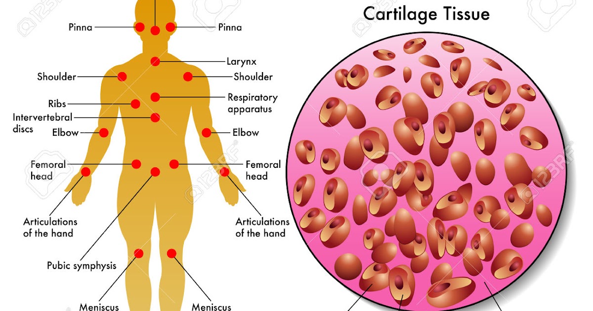 Histologie : Tissu cartilagineux ~ COURS de la pharmacie