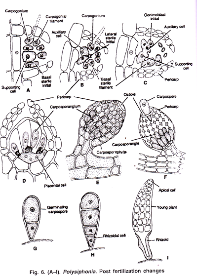 Thallus Structure Of Polysiphonia With Diagram Rhodophyta