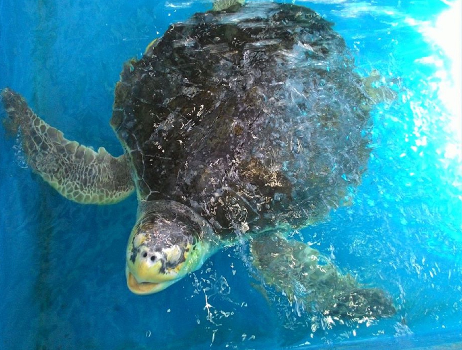 Mengenal penyu lebih dekat di taman kili kili | jejaknoe.net