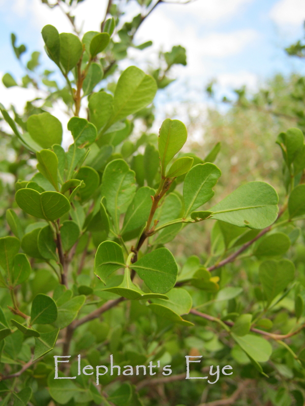 First plant your trees