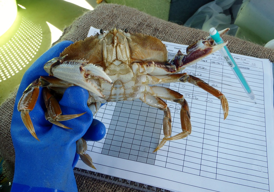 Vitality: heuristic assessing impairment and predicting survival and ...