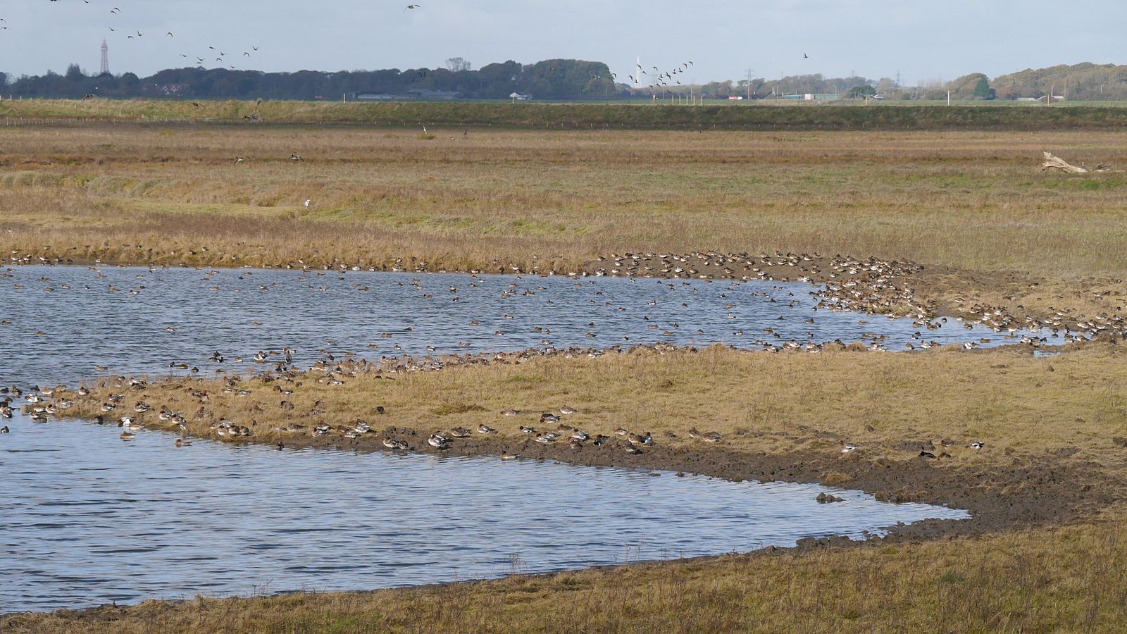 Jim's Birding: Hesketh Out Marsh and Marshside RSPB Reserves