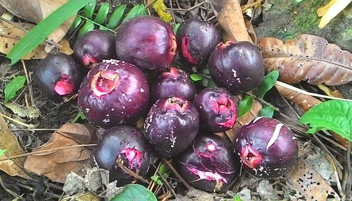Adakah Yang Tahu Nama Dari Jenis Jambu Merah ini?