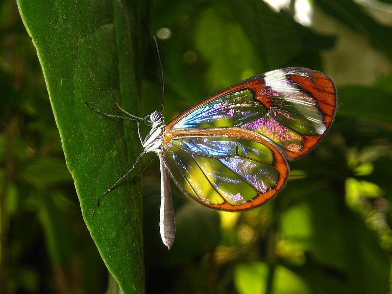 Stunning Photos of the Glass-winged Butterfly