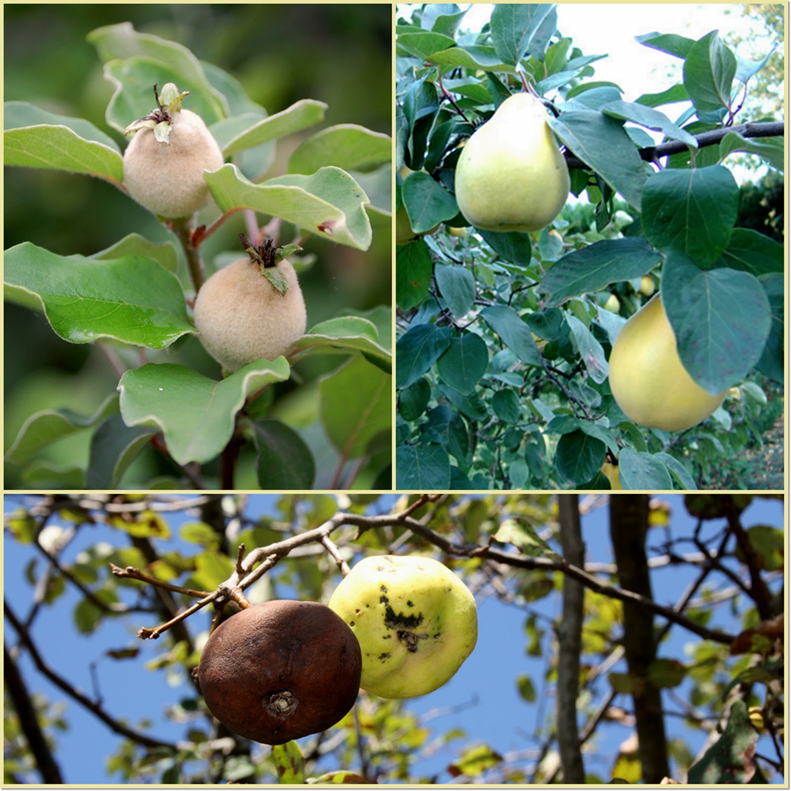 Delicodoce: O Marmelo