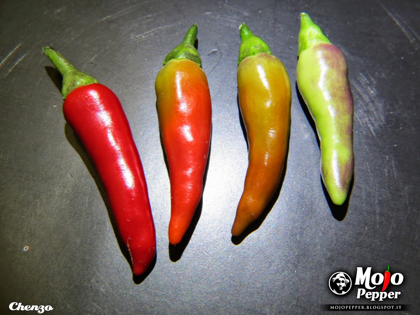 The Mojo Pepper - Just a Chili Pepper grower: Chenzo chili pepper Annuum