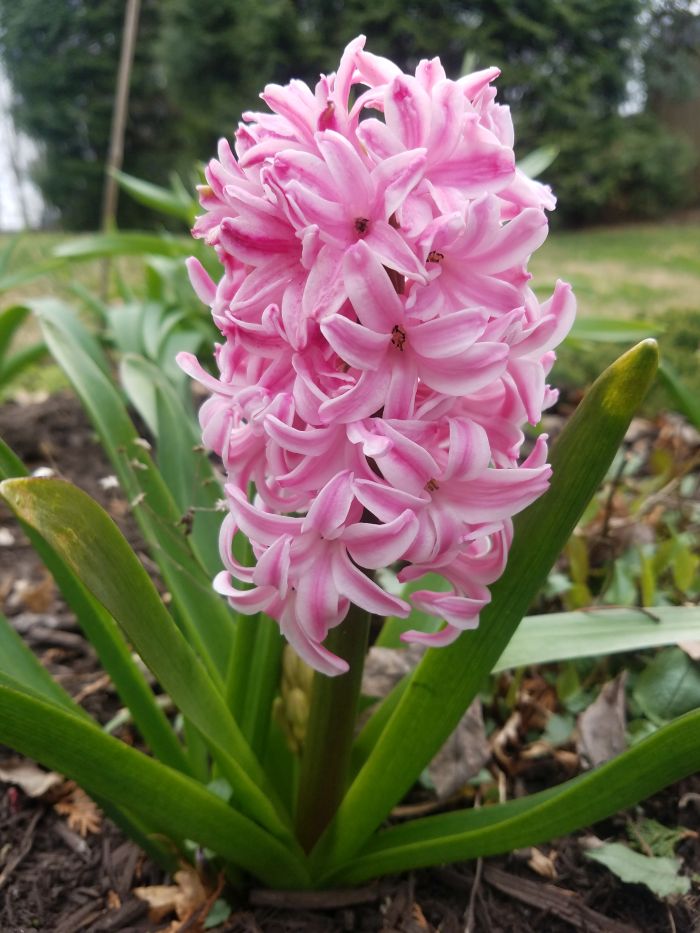 Future Plants by Randy Stewart: Hyacinth