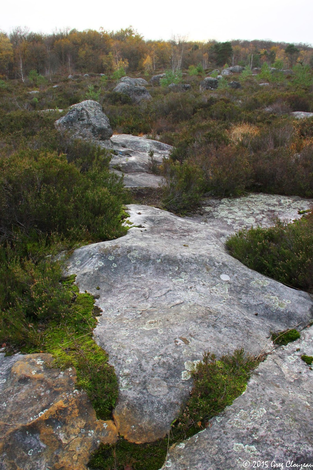 Courrir la lande et les platières ~ FontaineBleau Passion