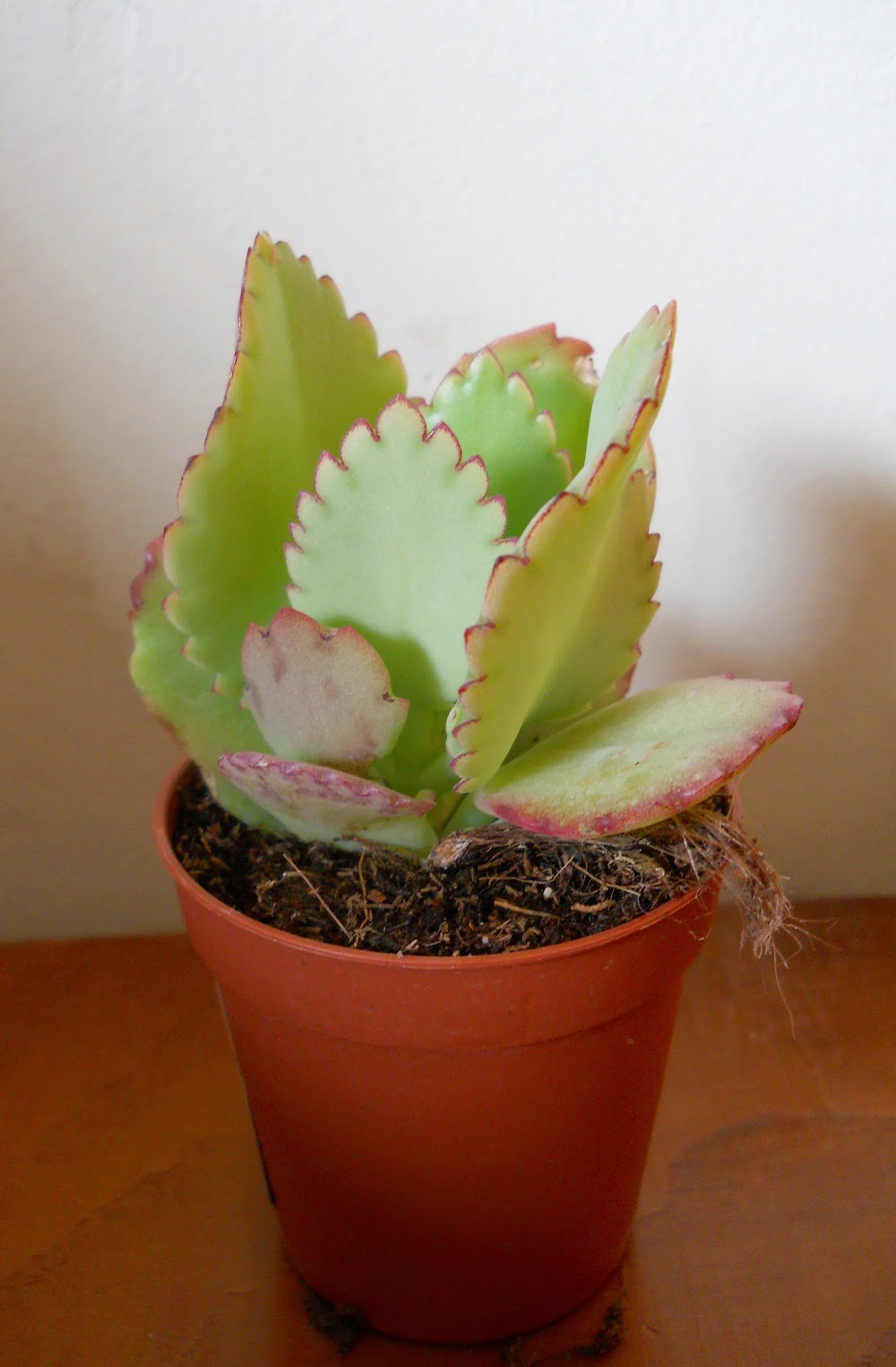 Plantas para hombres: Kalanchoe daigremontiana, aranto, espinazo del ...