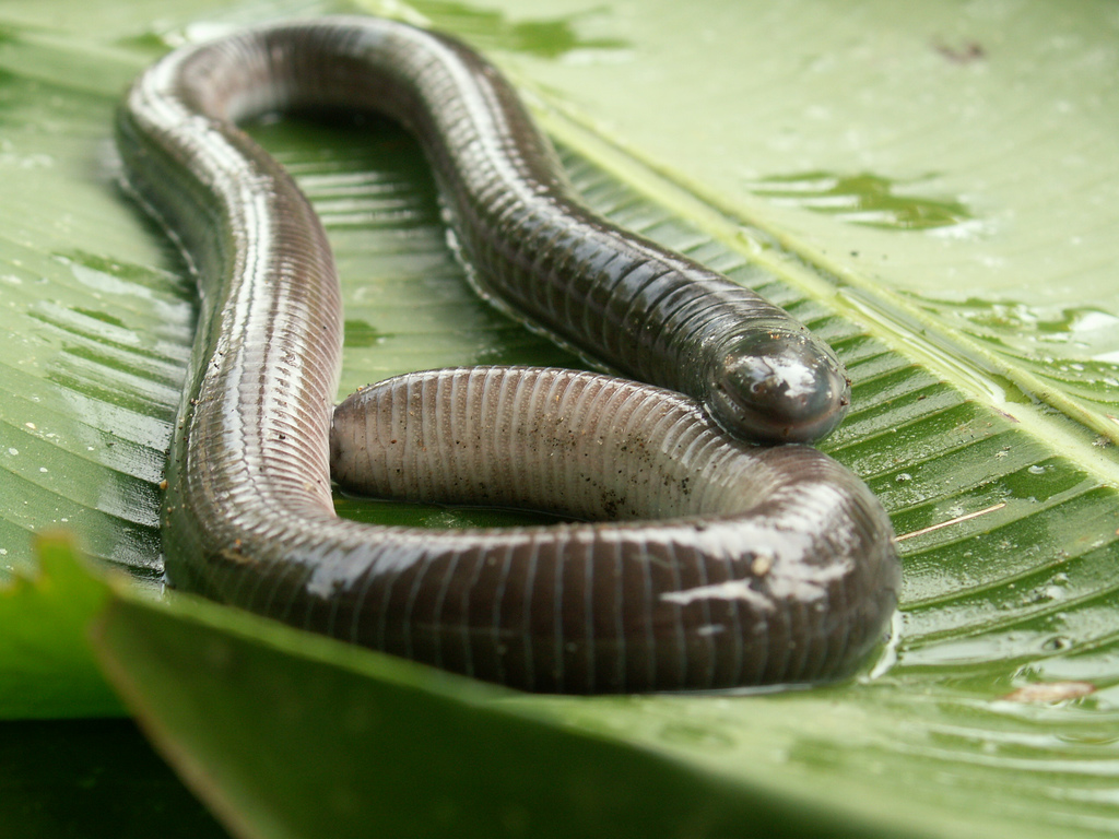 Real Monstrosities: Caecilian