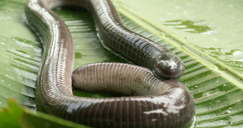 Real Monstrosities: Caecilian
