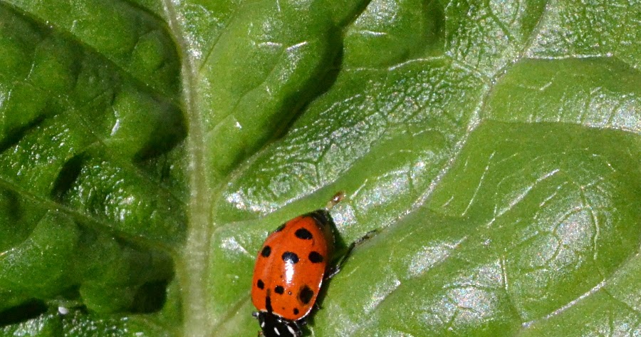Lazy Gardening: How to Grow your Own Ladybugs in 6 Easy Steps
