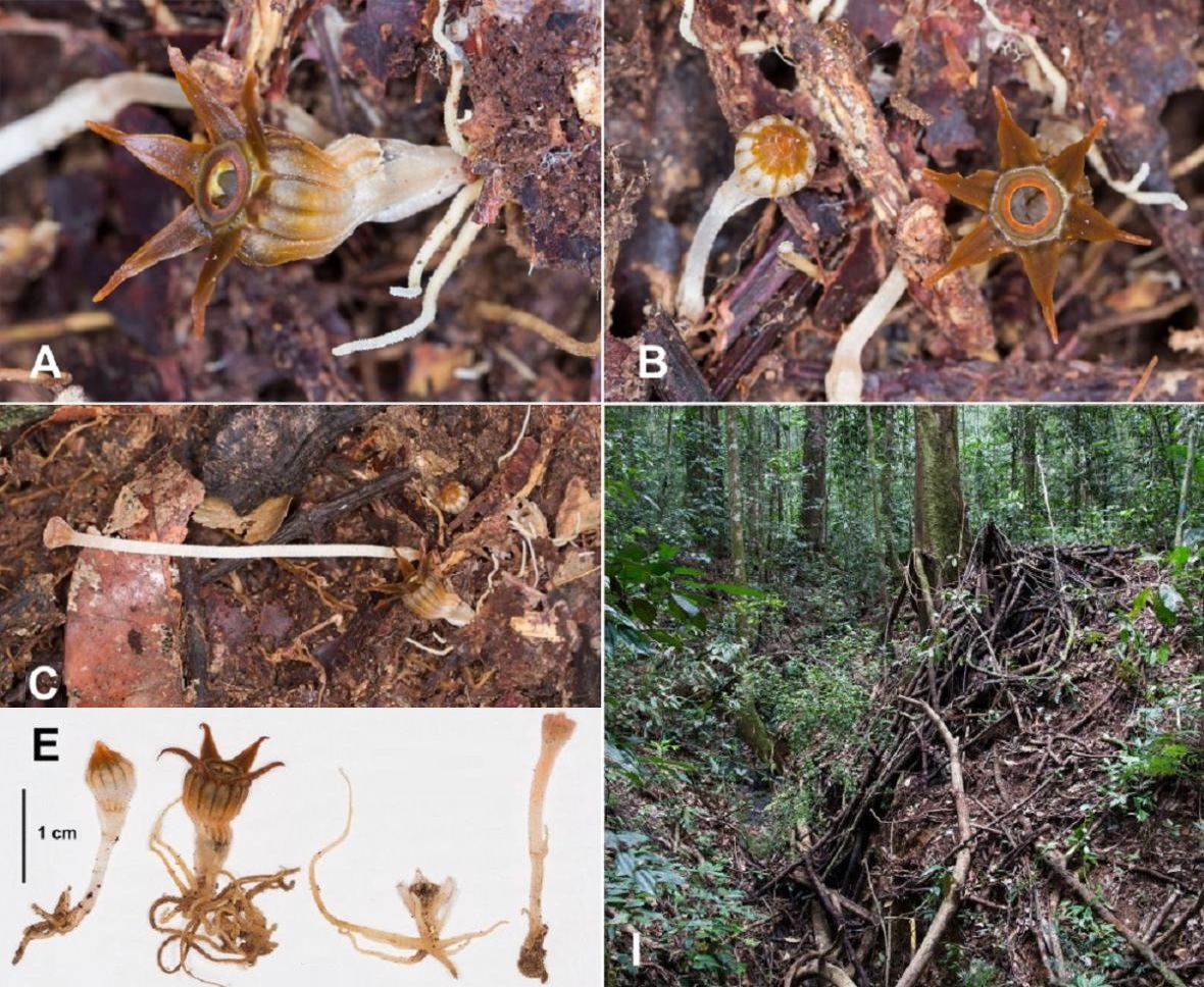 Species New to Science: [Botany • 2017] Thismia inconspicua • A New ...