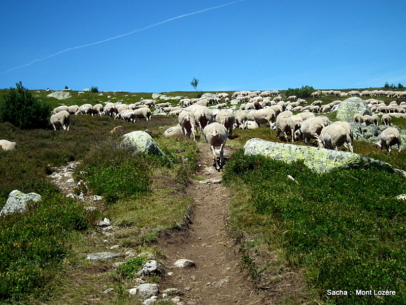 Un jour....Une photo !: Cheminer ensemble vers les sommets .....Mt Lozère
