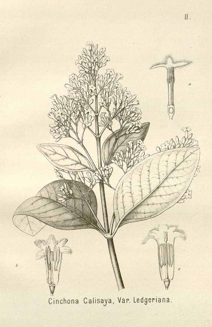 Flora de Puerto Rico Ilustrada Papo Vives: RUBIACEAE CINCHONA CALISAYA ...