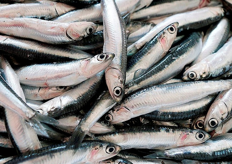 Las anchoas del Mediterráneo crecen más en Alborán que en el Delta del Ebro