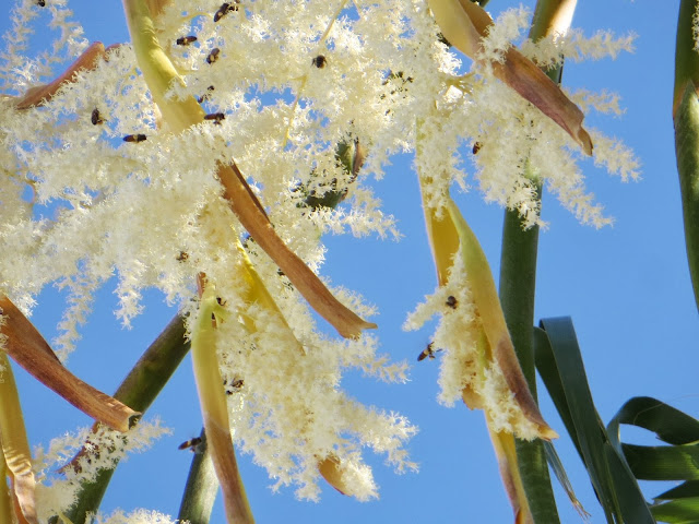 Palm Creek Update: Bees abuzz in the trees above