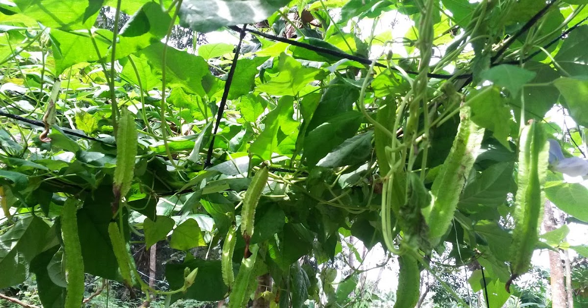 Organic micro farm and vegetable terrace garden : Images on growing ...