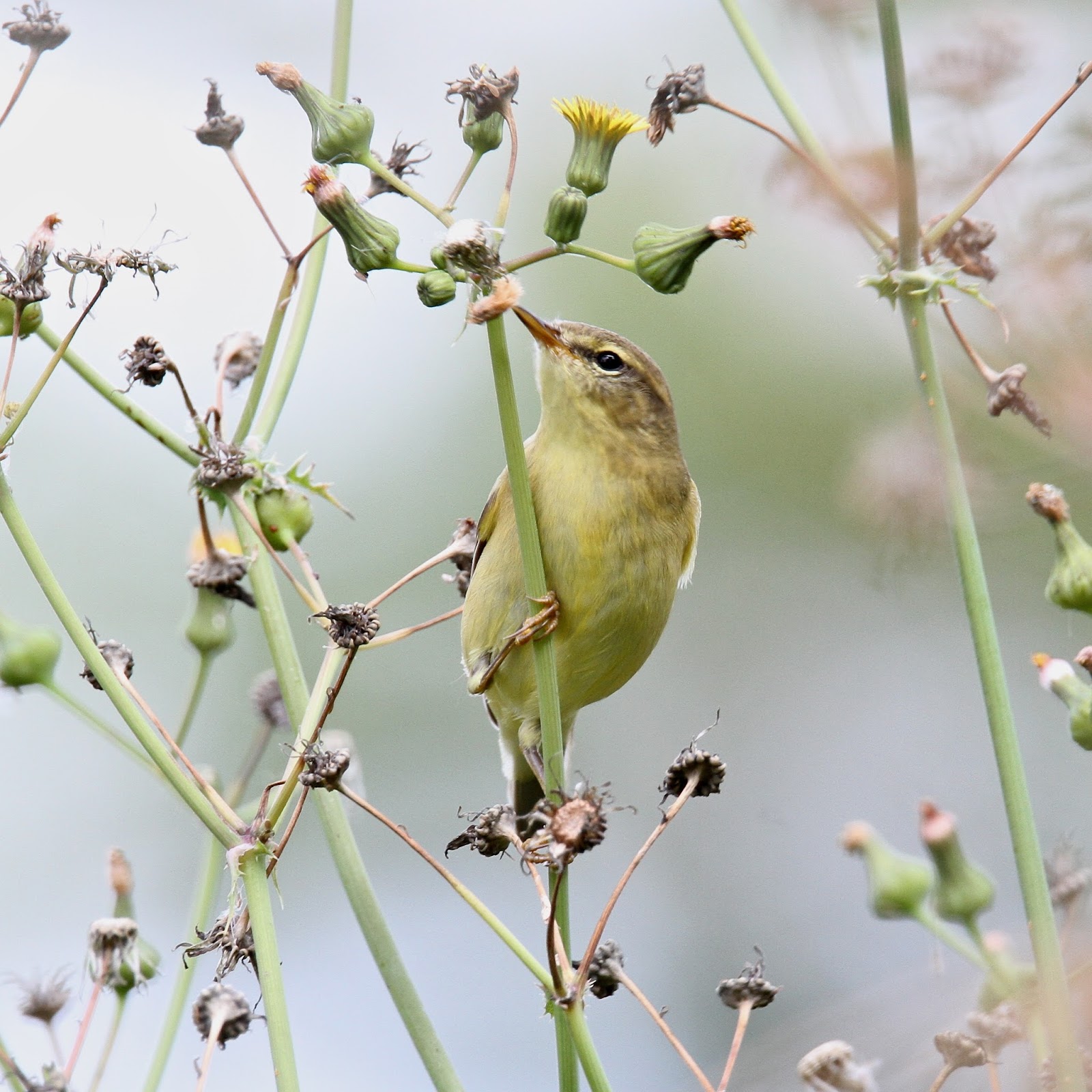 TrogTrogBlog: Bird of the week - Willow warbler