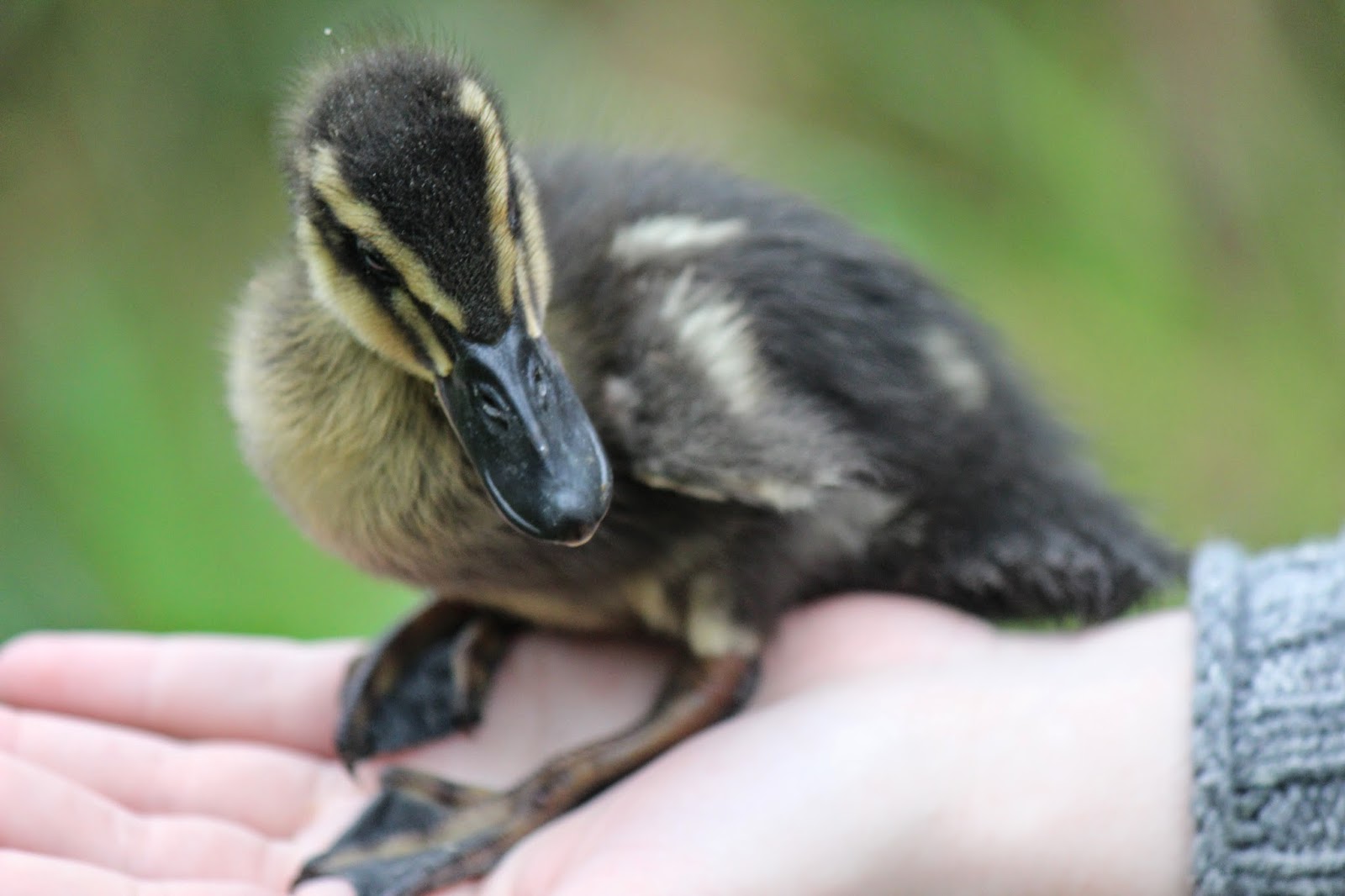 Raising Chickens: Ducklings!