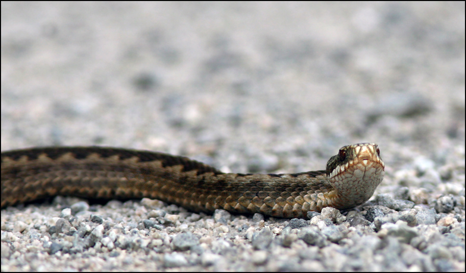 Natur og fotokunst: Hoggorm, Vipera berus / stålorm, Anguis fragilis