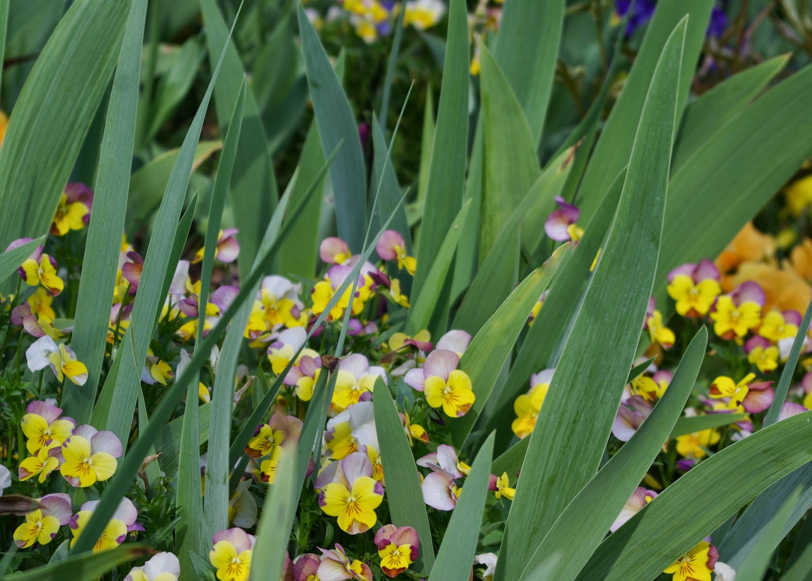 sweetbay: Coker Arboretum and Sisters' Garden, on a sunny day